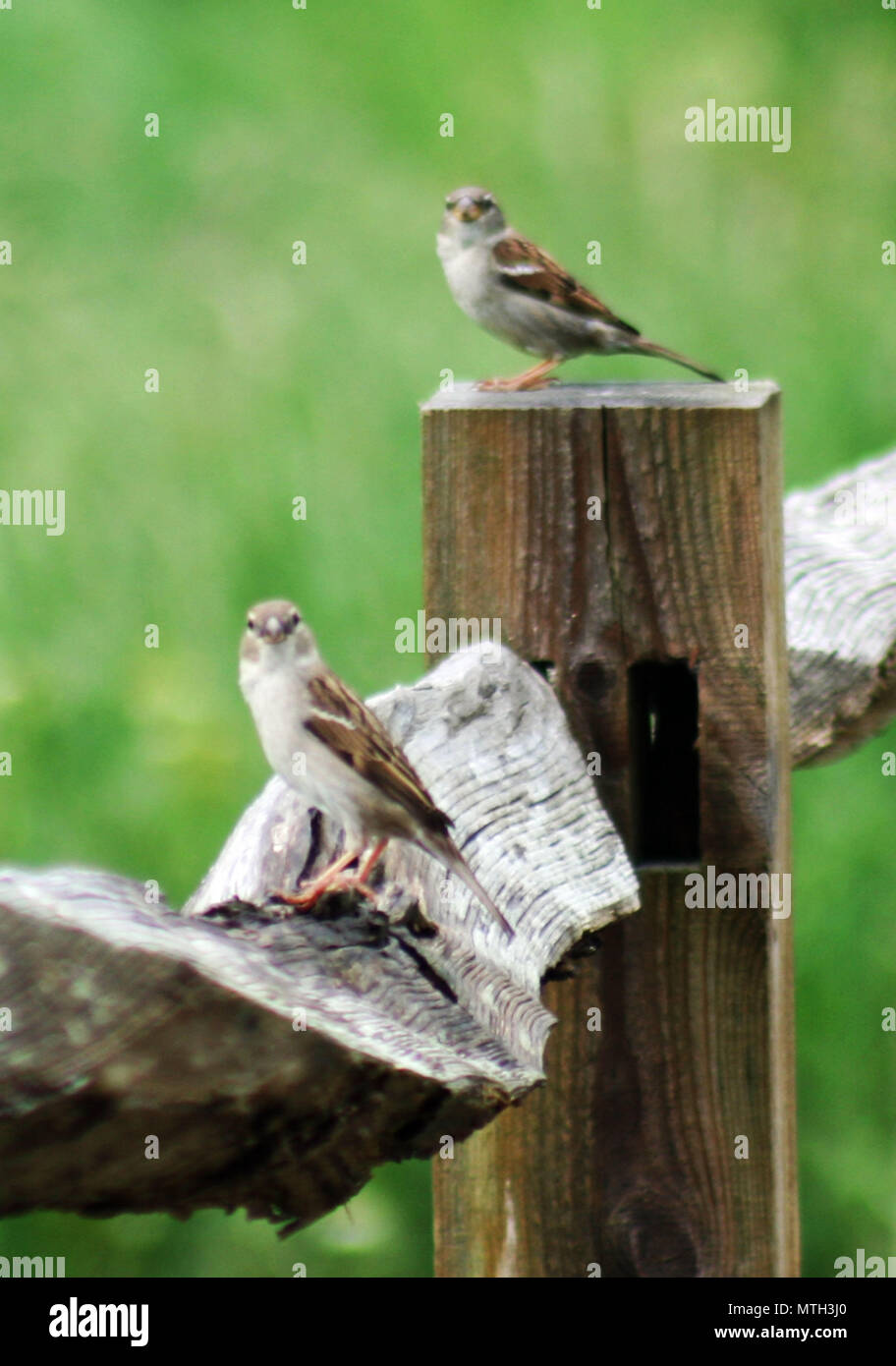 Sparrows on a fence rail Stock Photo - Alamy