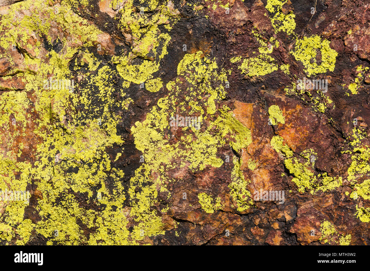 Closeup moss rock texture. Organic background Stock Photo - Alamy