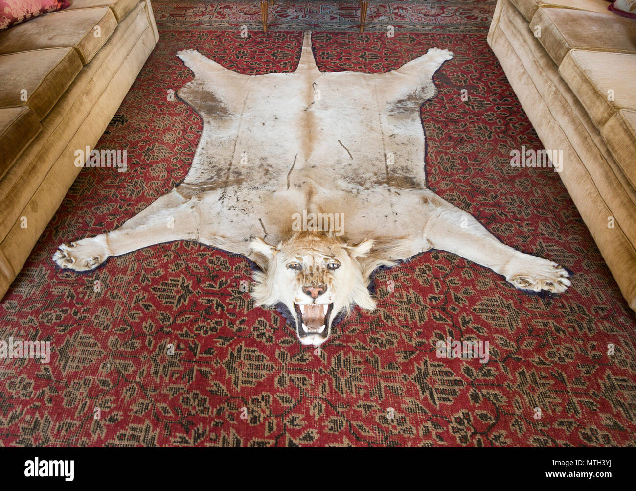Lion skin hi-res stock photography and images - Alamy
