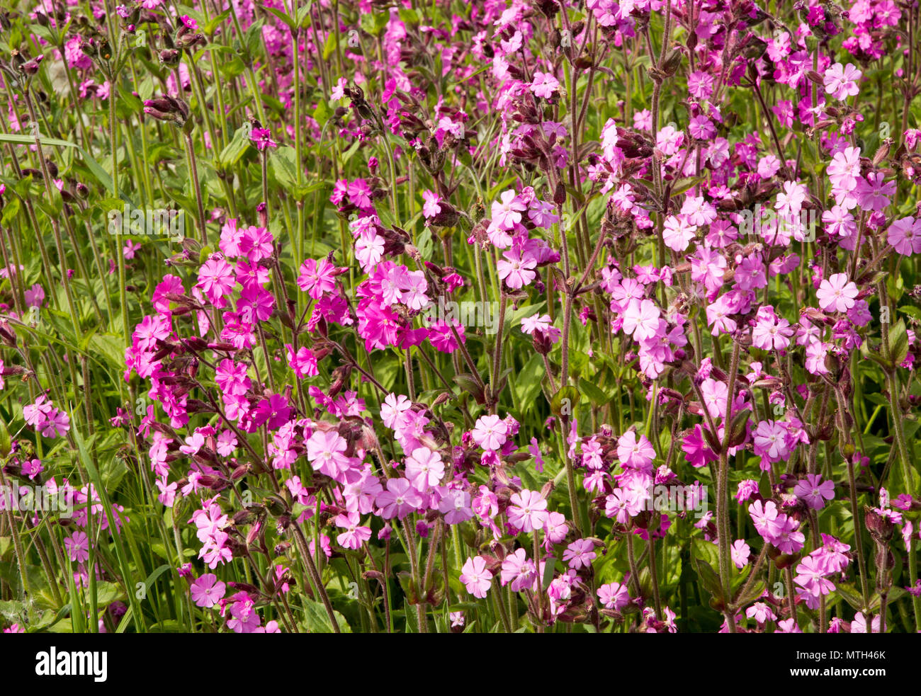 Red campion, Silene dioica, flowering chalk upland grassland Salisbury ...