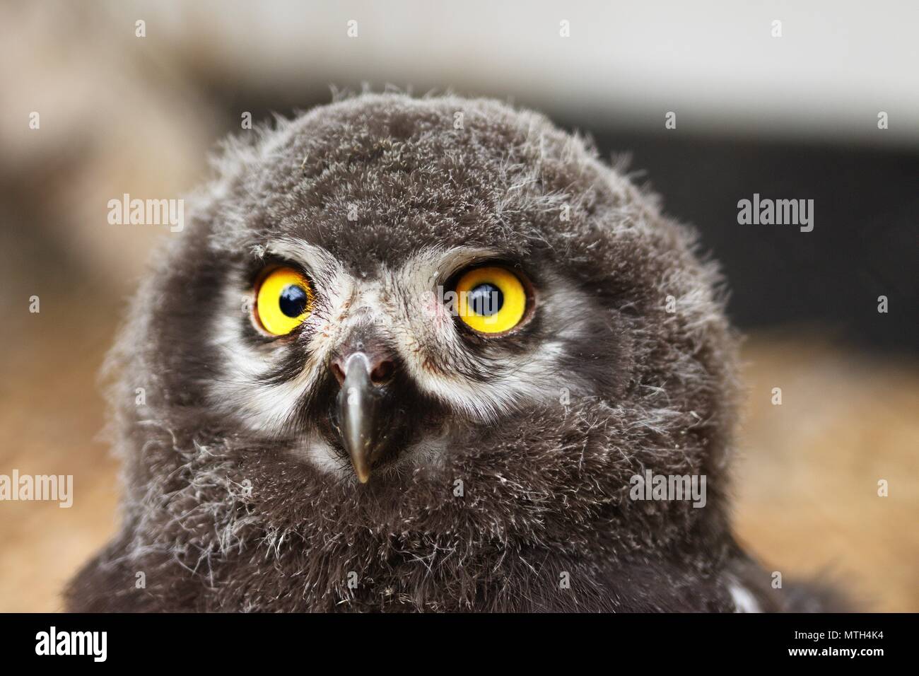 Chick of Eurasian Eagle-owl - frontal portrait with large round yellow ...