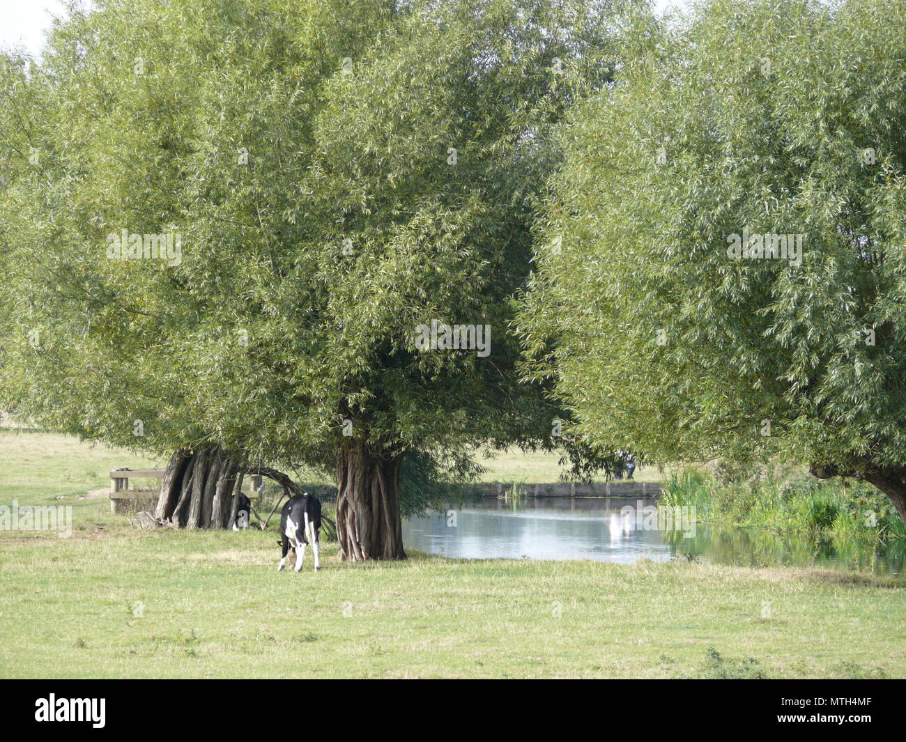 Cow grazing next to a river bank, under a tree Stock Photo - Alamy