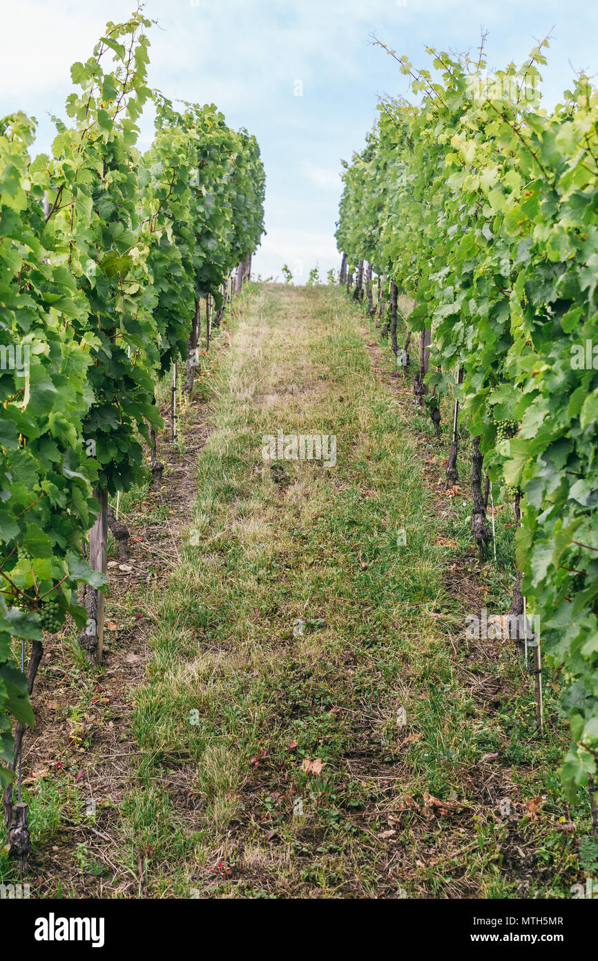 field of grapes in France, grape bushes growing in rows Stock Photo - Alamy