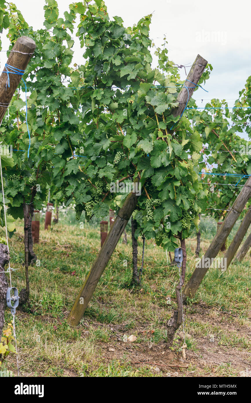 grape bushes grow in a row, bushes tied to special sticks Stock Photo ...