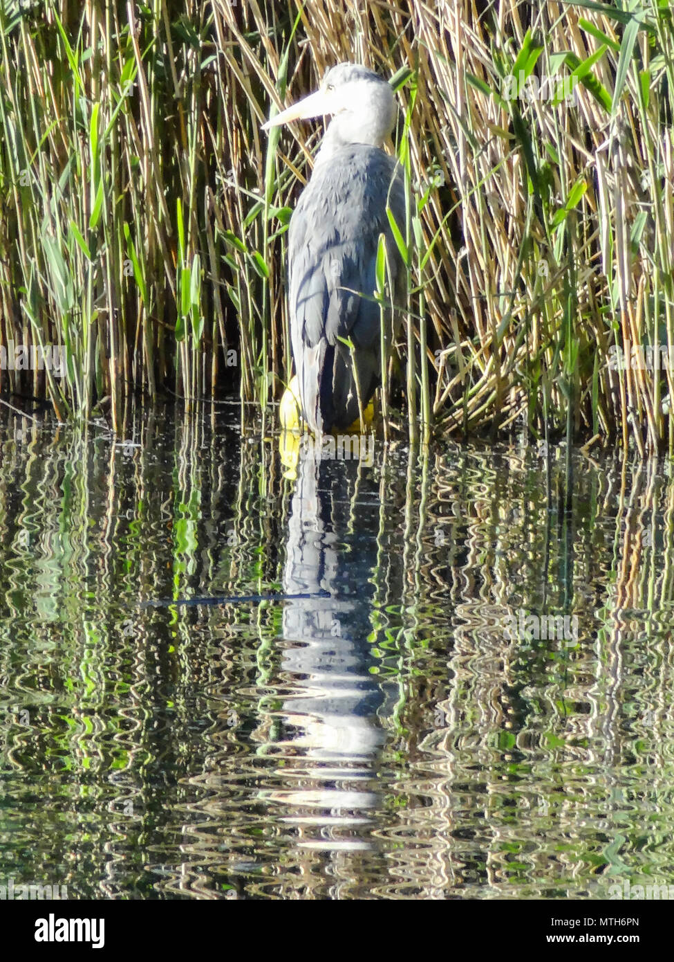 Heron ardeidae hi-res stock photography and images - Alamy