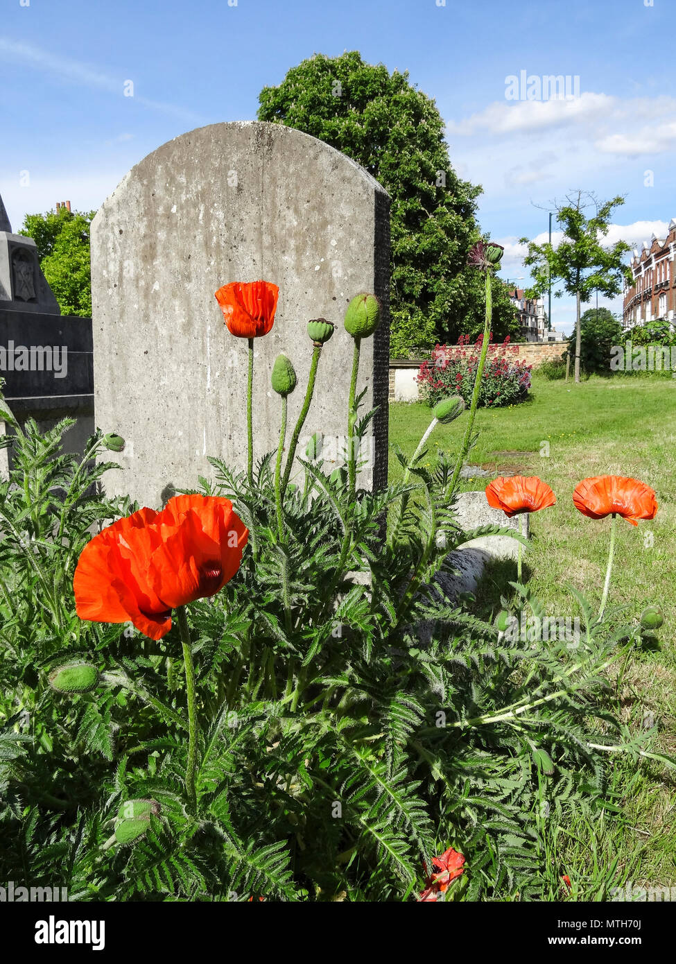 Poppies in graveyard hi-res stock photography and images - Alamy