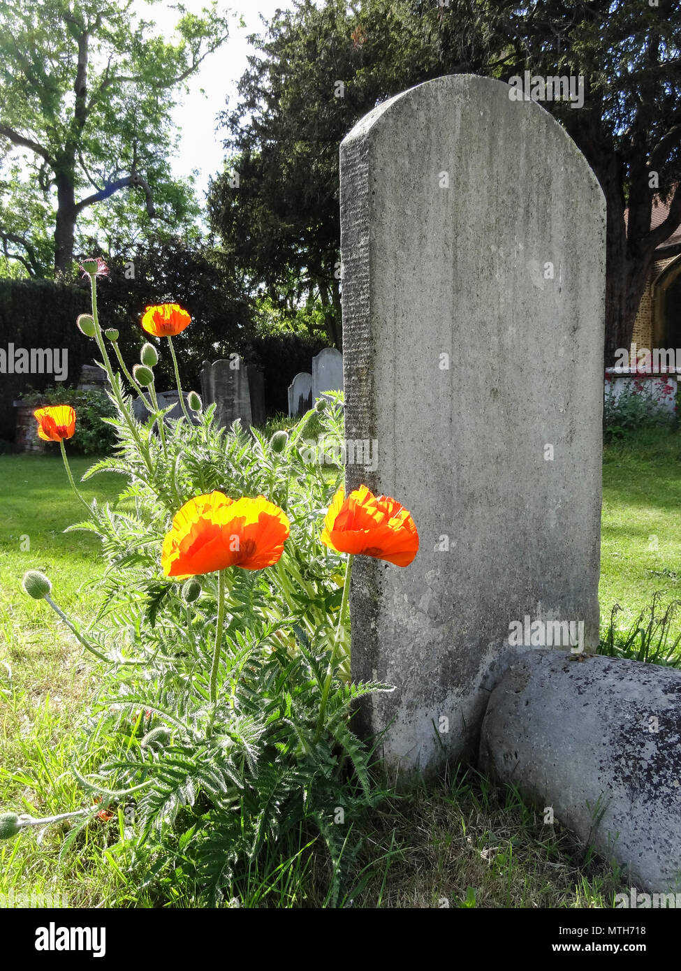 Poppies in graveyard hi-res stock photography and images - Alamy