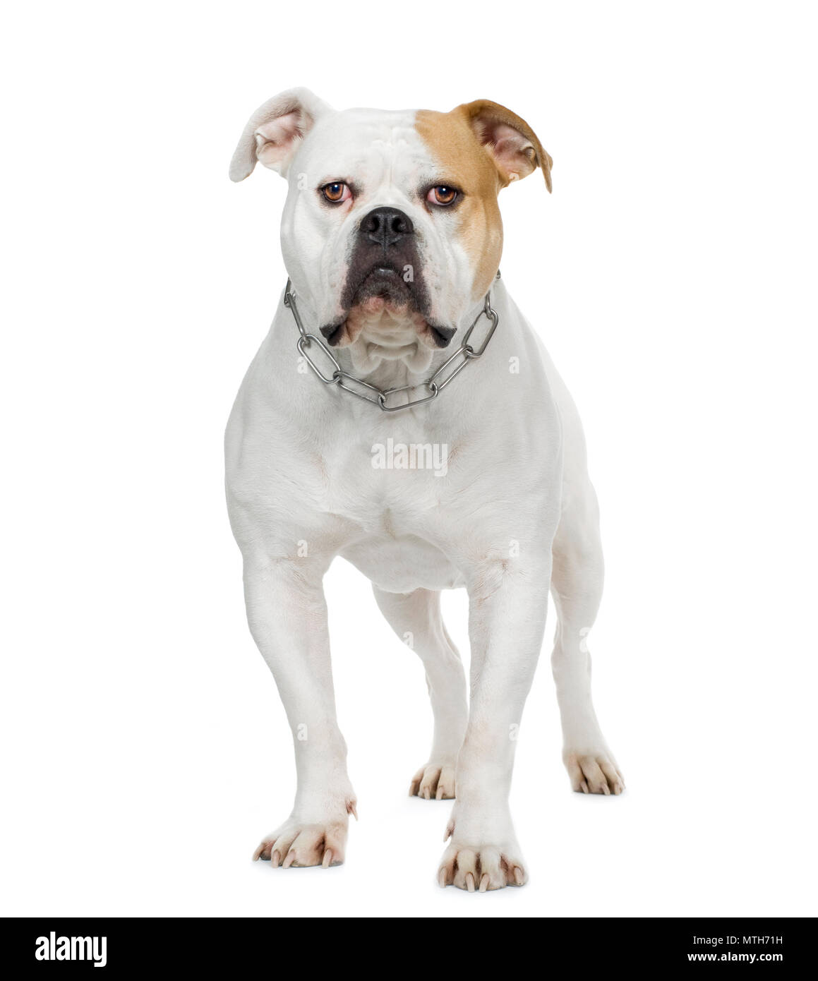 Old american bulldog Cut Out Stock Images & Pictures - Alamy