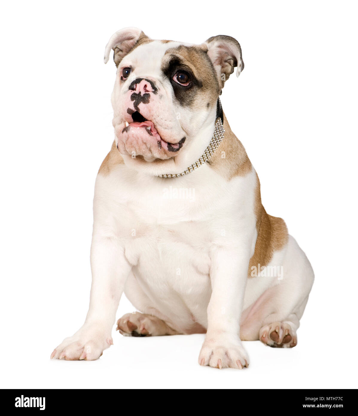 english Bulldog (5 months) in front of a white background Stock Photo ...