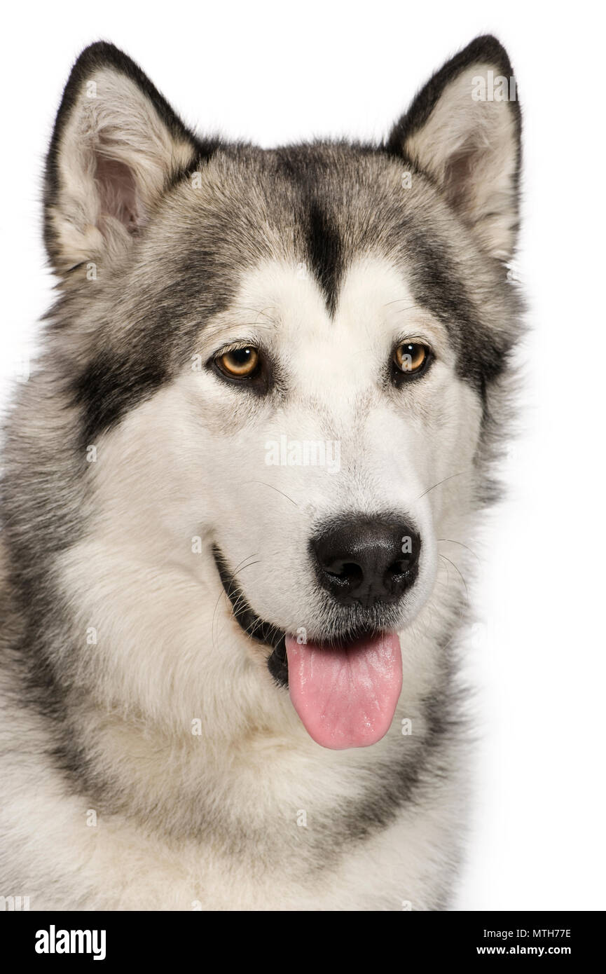 Alaskan Malamute () in front of a white background Stock Photo - Alamy