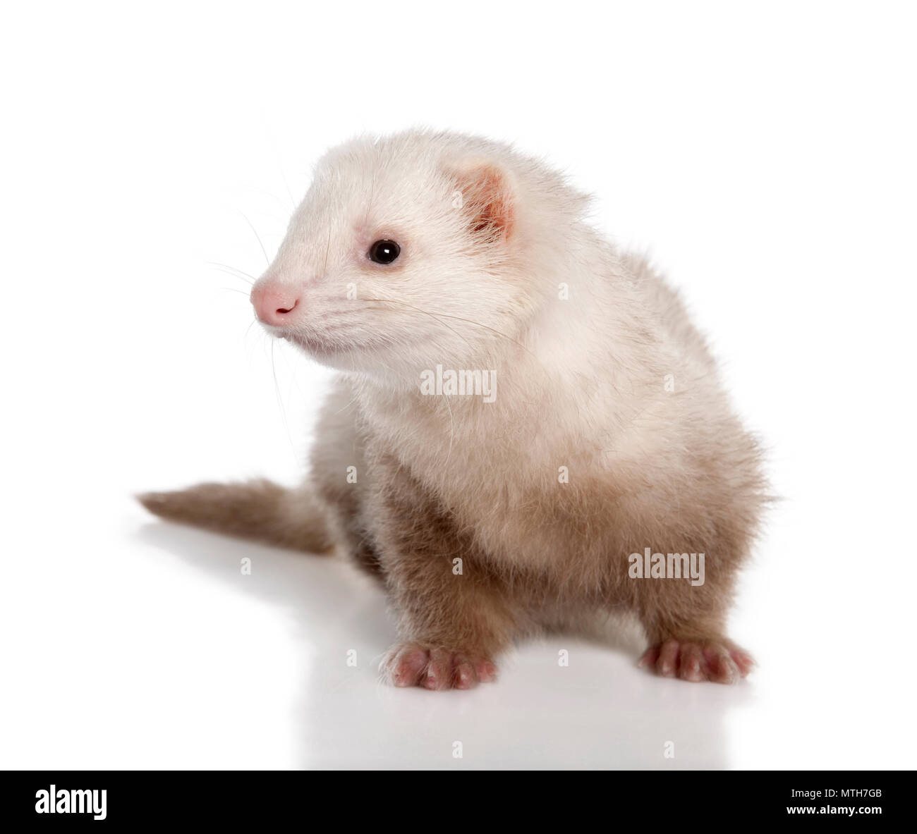 Ferret sitting in front of white background, studio shot Stock Photo ...