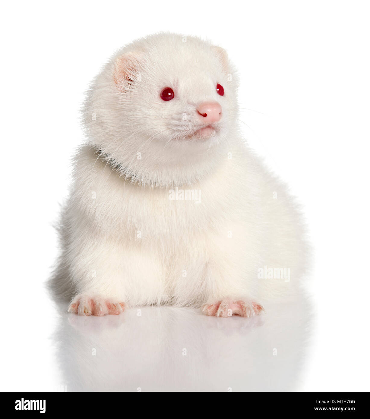 ferret in front of a white background Stock Photo - Alamy