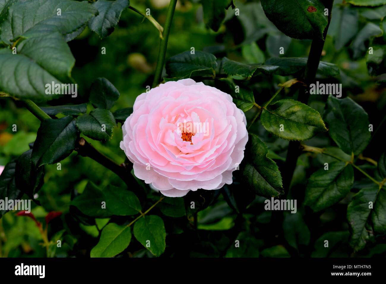 Single pink rose Stock Photo - Alamy