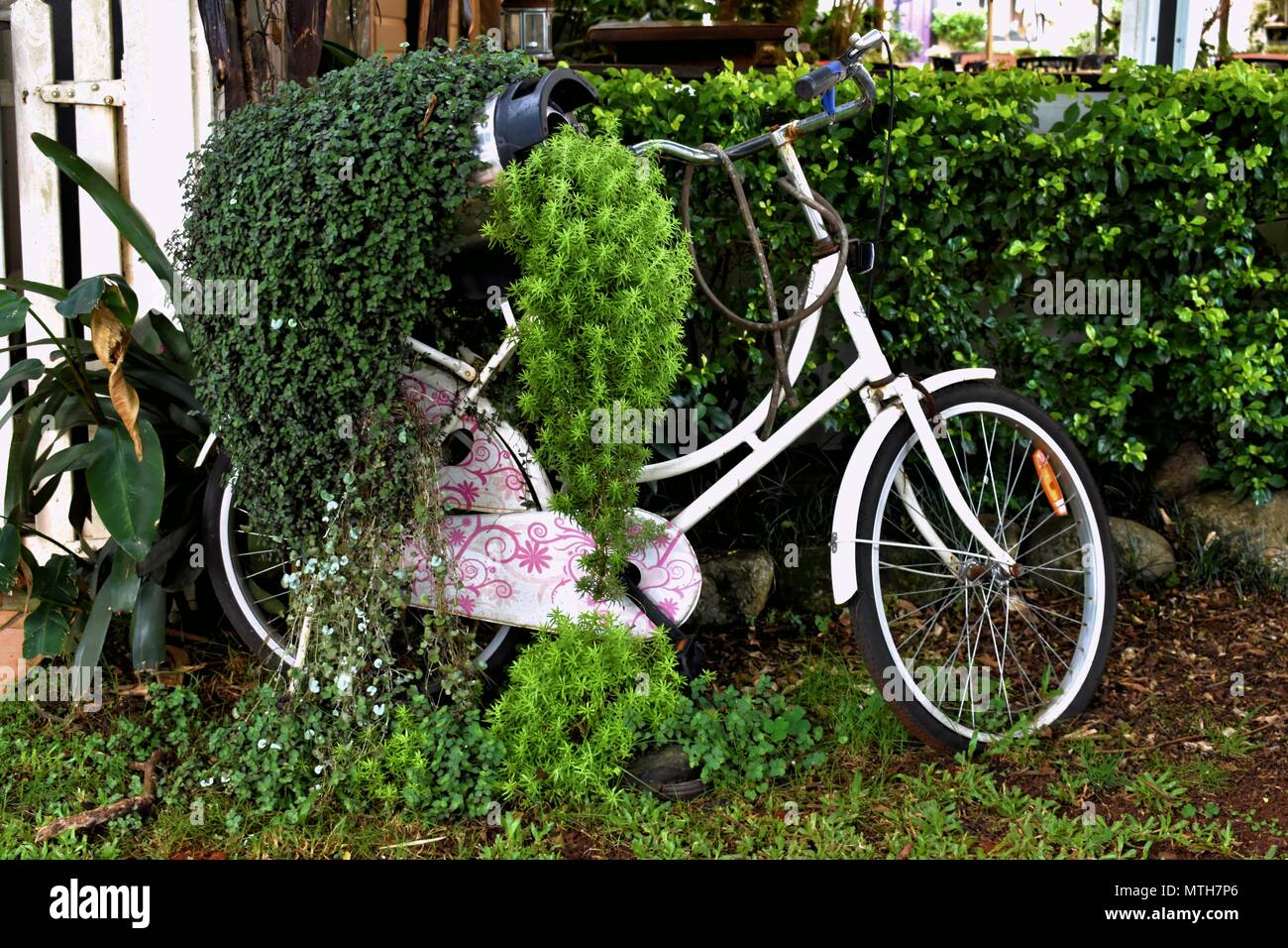 A abandoned bicycle overgrown in foliage Stock Photo - Alamy