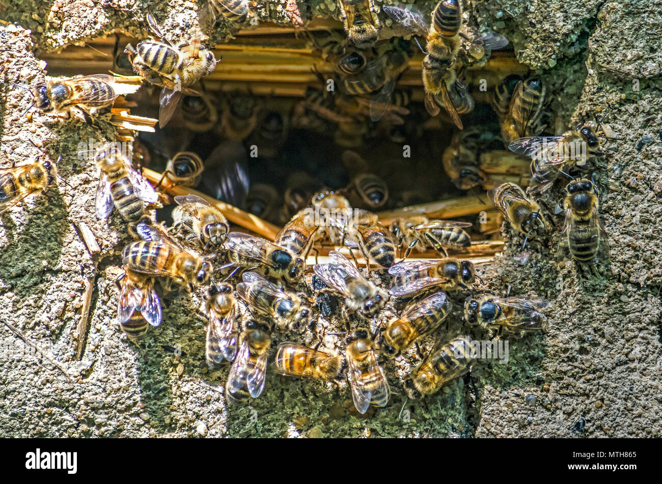 Industrious bees hi-res stock photography and images - Alamy