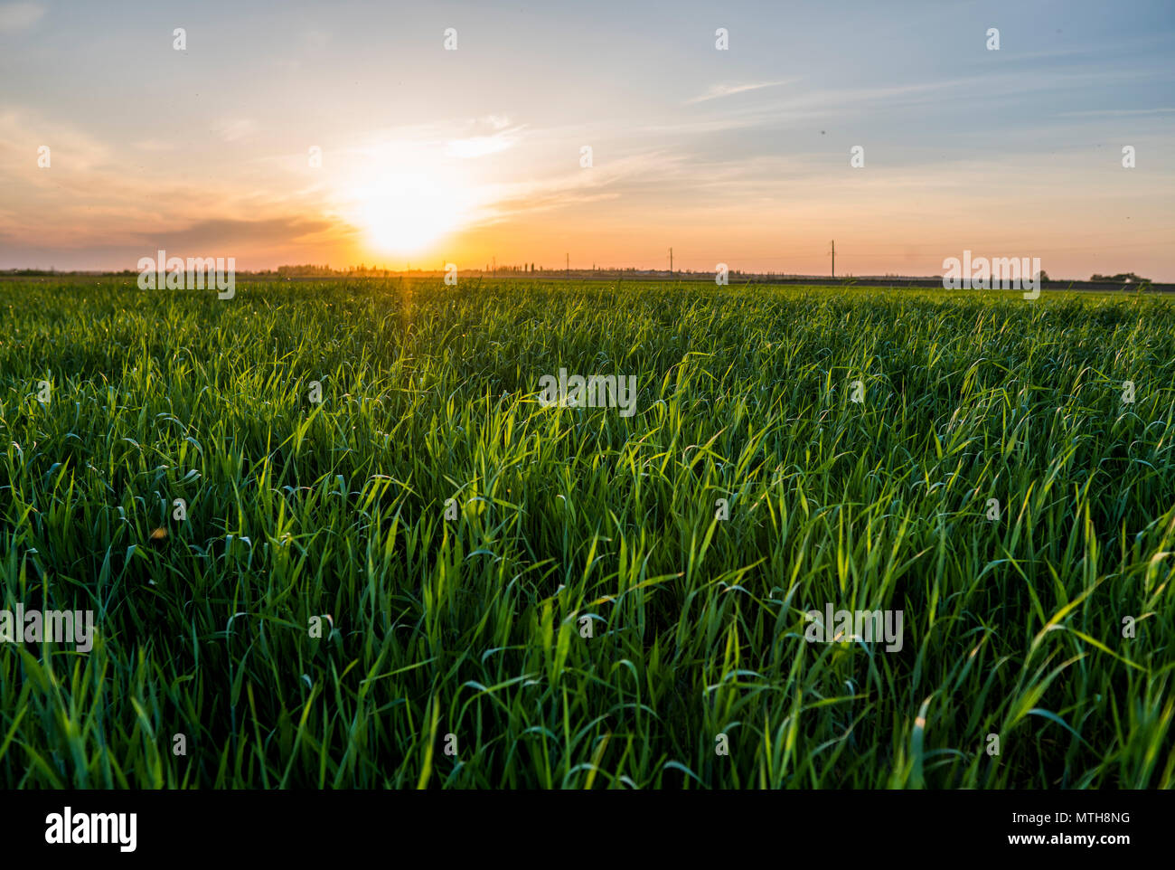 Panorama view of green sprouting rye agricultural field in spring in ...