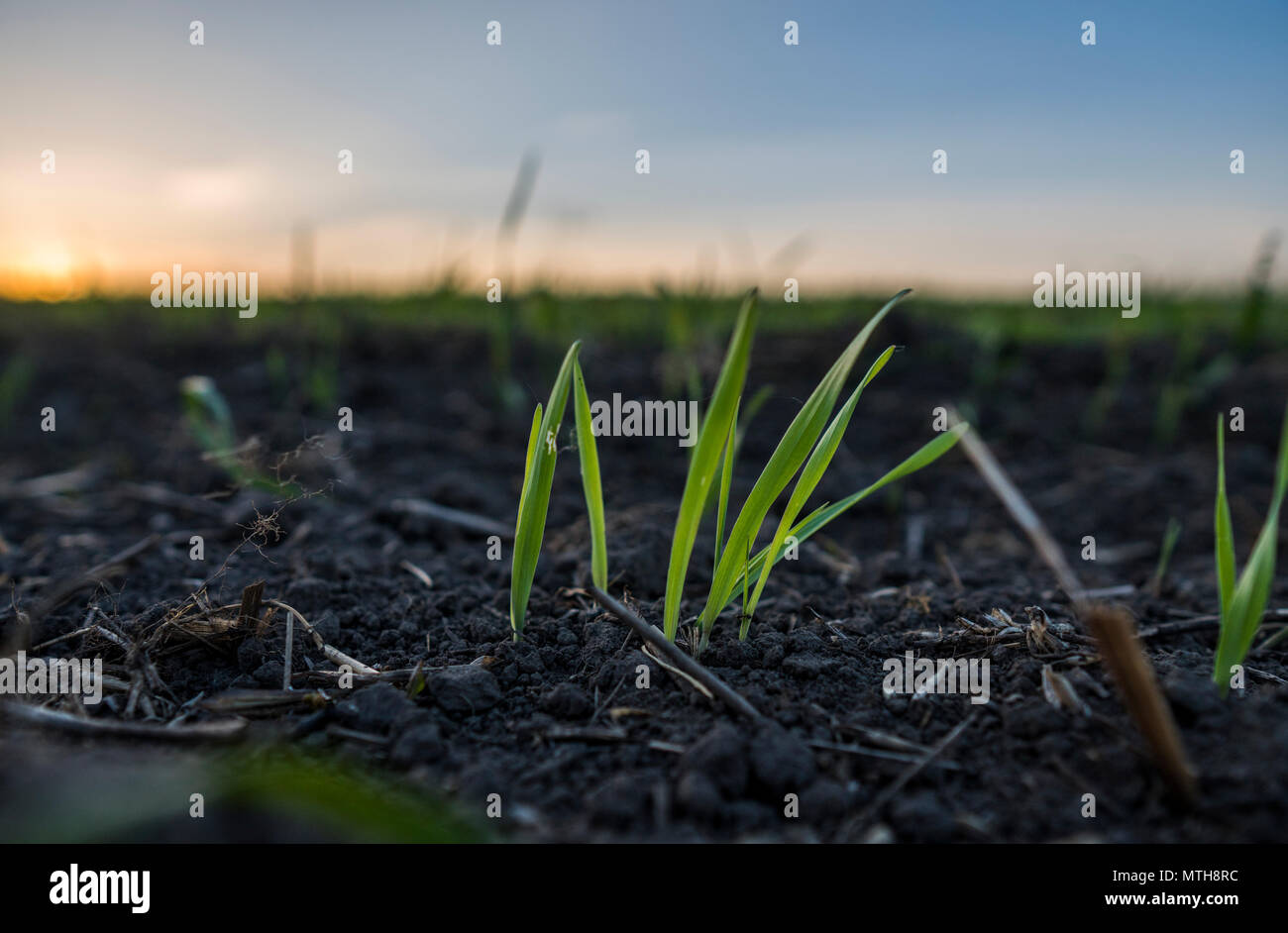 Young wheat seedlings growing in a field. Green wheat growing in soil ...
