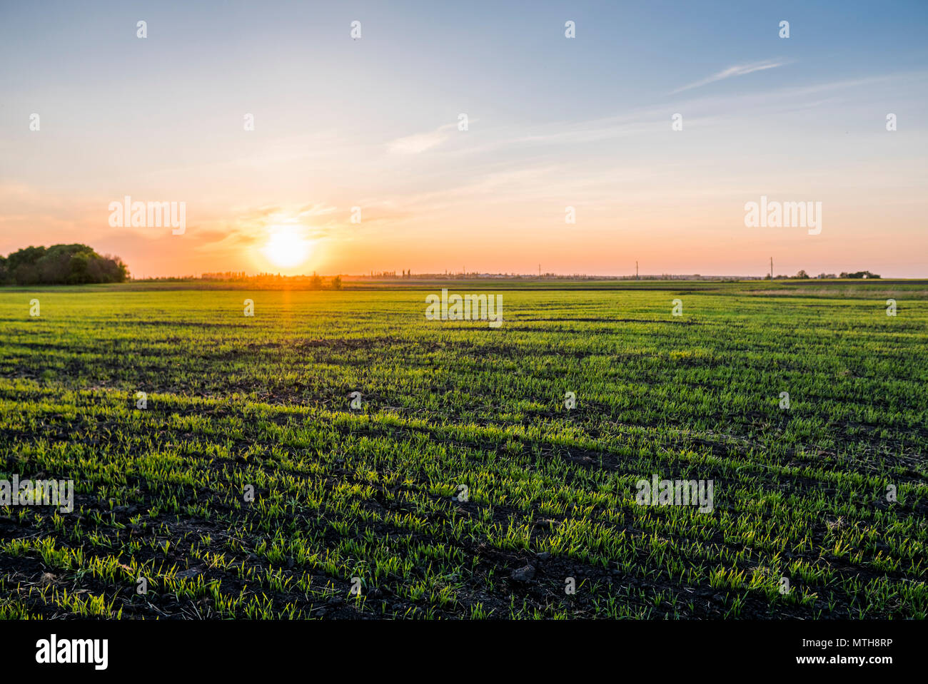 Panorama view of green sprouting rye agricultural field in spring in ...