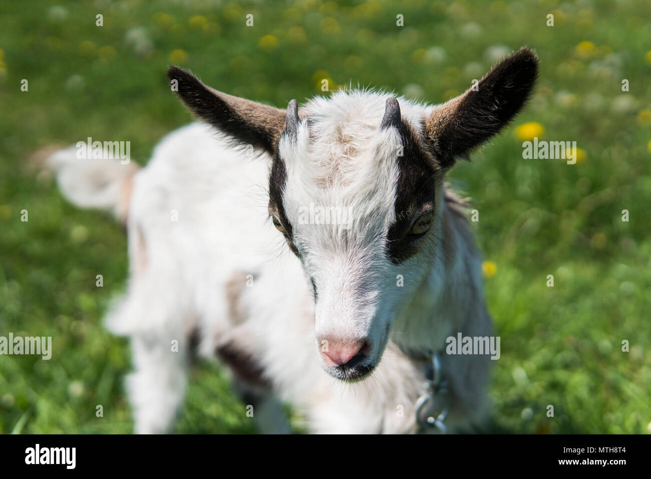 Close up black and white baby goat on a chain against grass flowers on ...