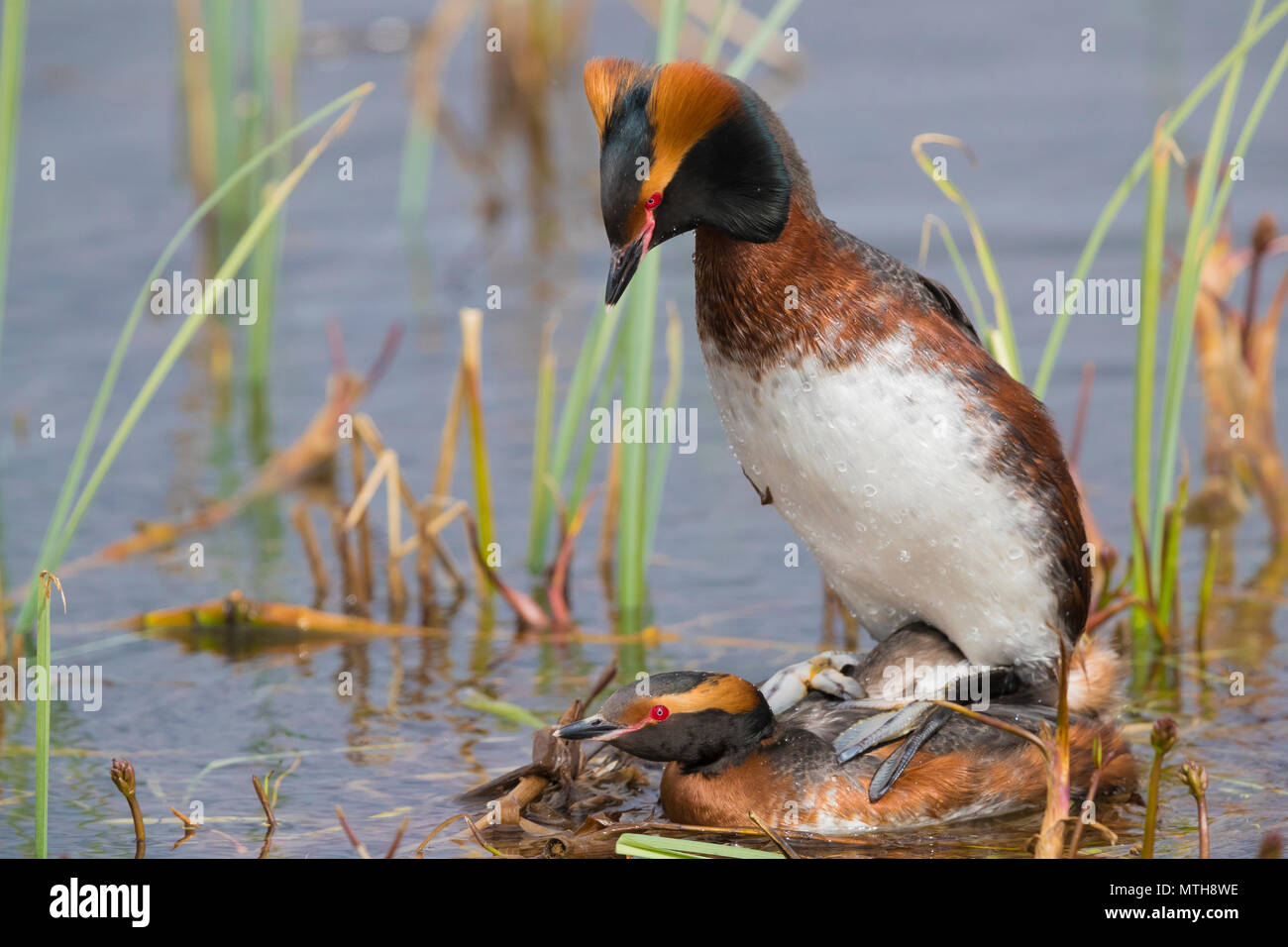 Horned Grebe High Resolution Stock Photography and Images - Alamy