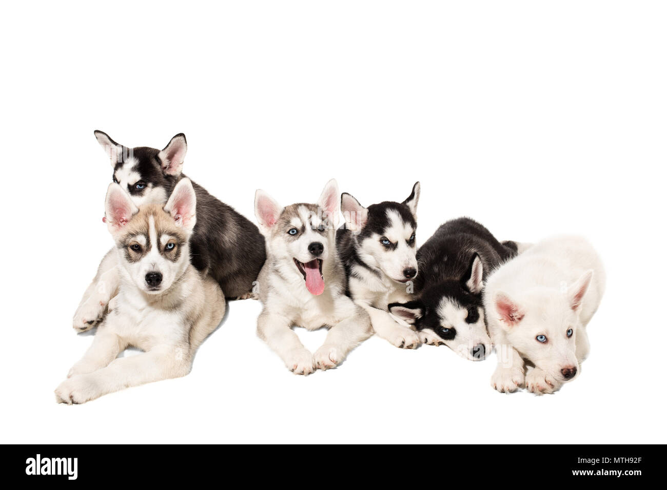 Group of happy siberian husky puppies on white background Stock Photo ...