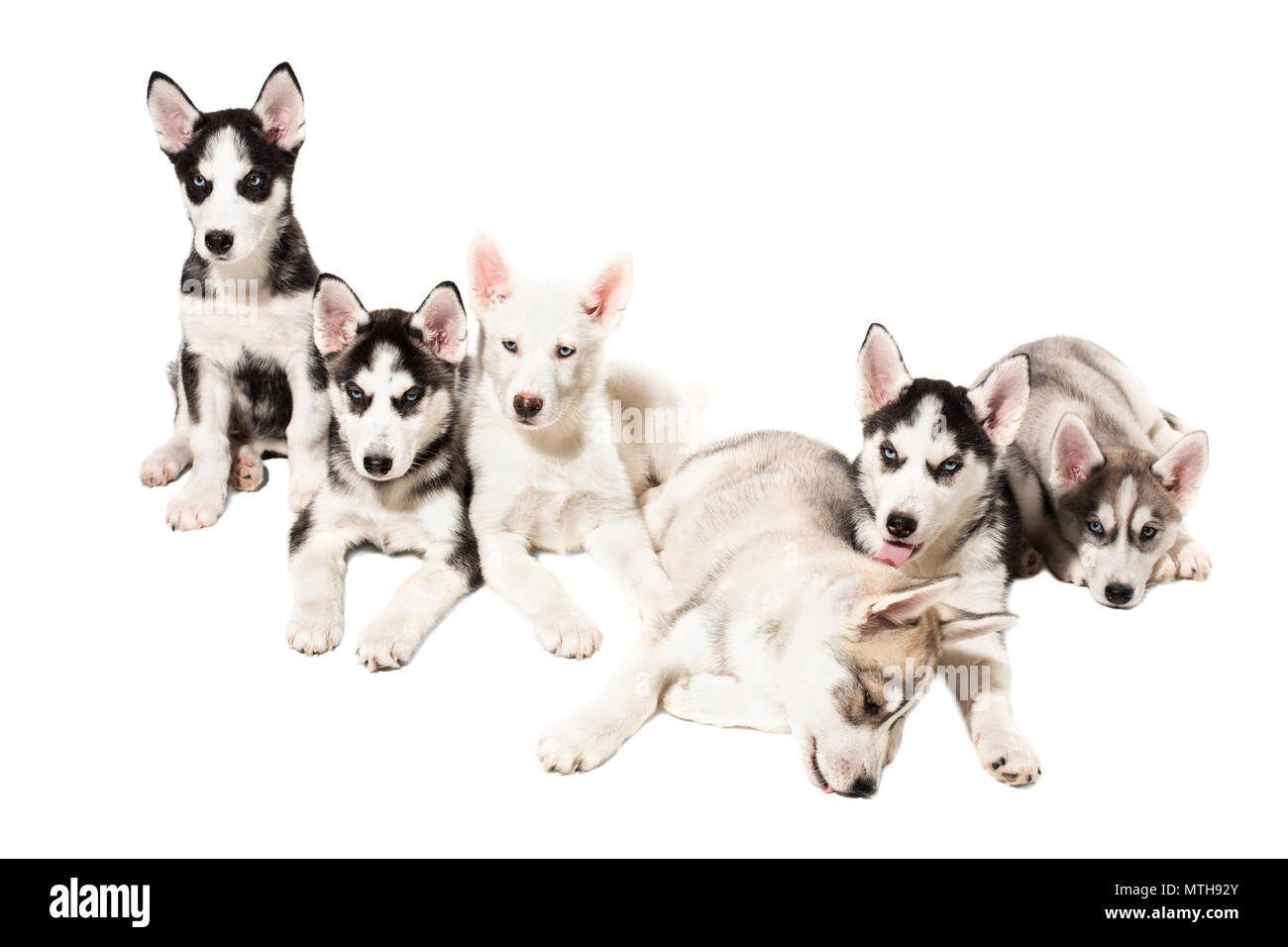 Group of happy siberian husky puppies on white background Stock Photo ...