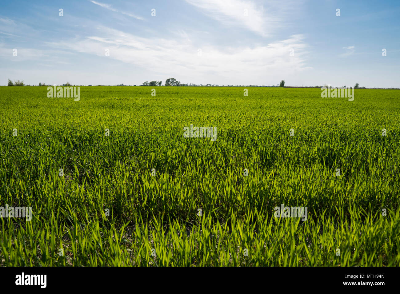 Panorama view of green sprouting rye agricultural field on spring sunny ...