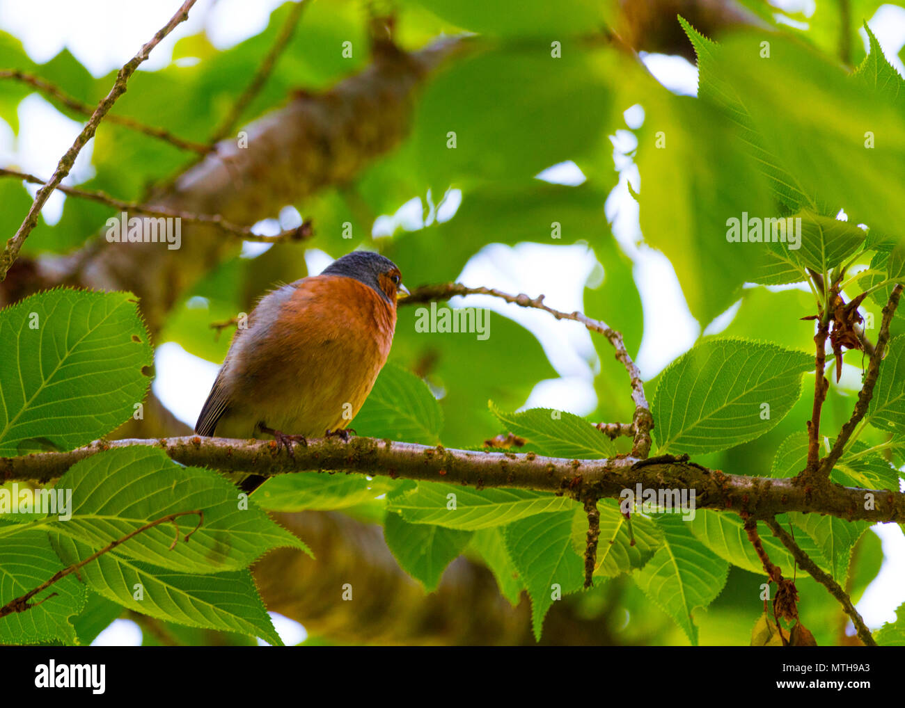 Beautiful photos of Finch Bird in its natural habitat! Visit my page to ...