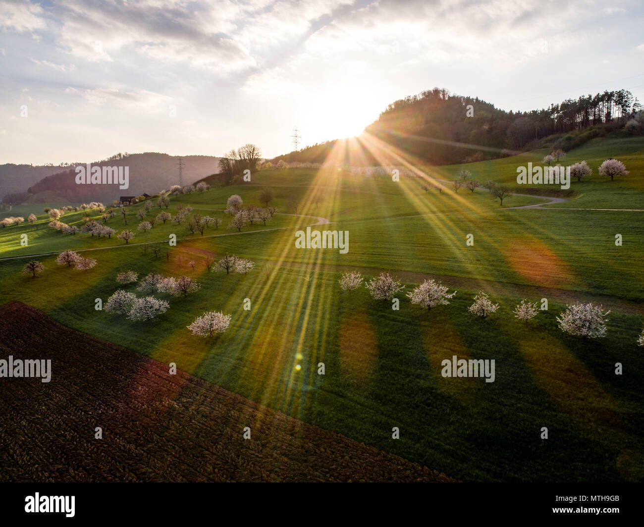 cherry blossom trees from above aerial view Stock Photo - Alamy