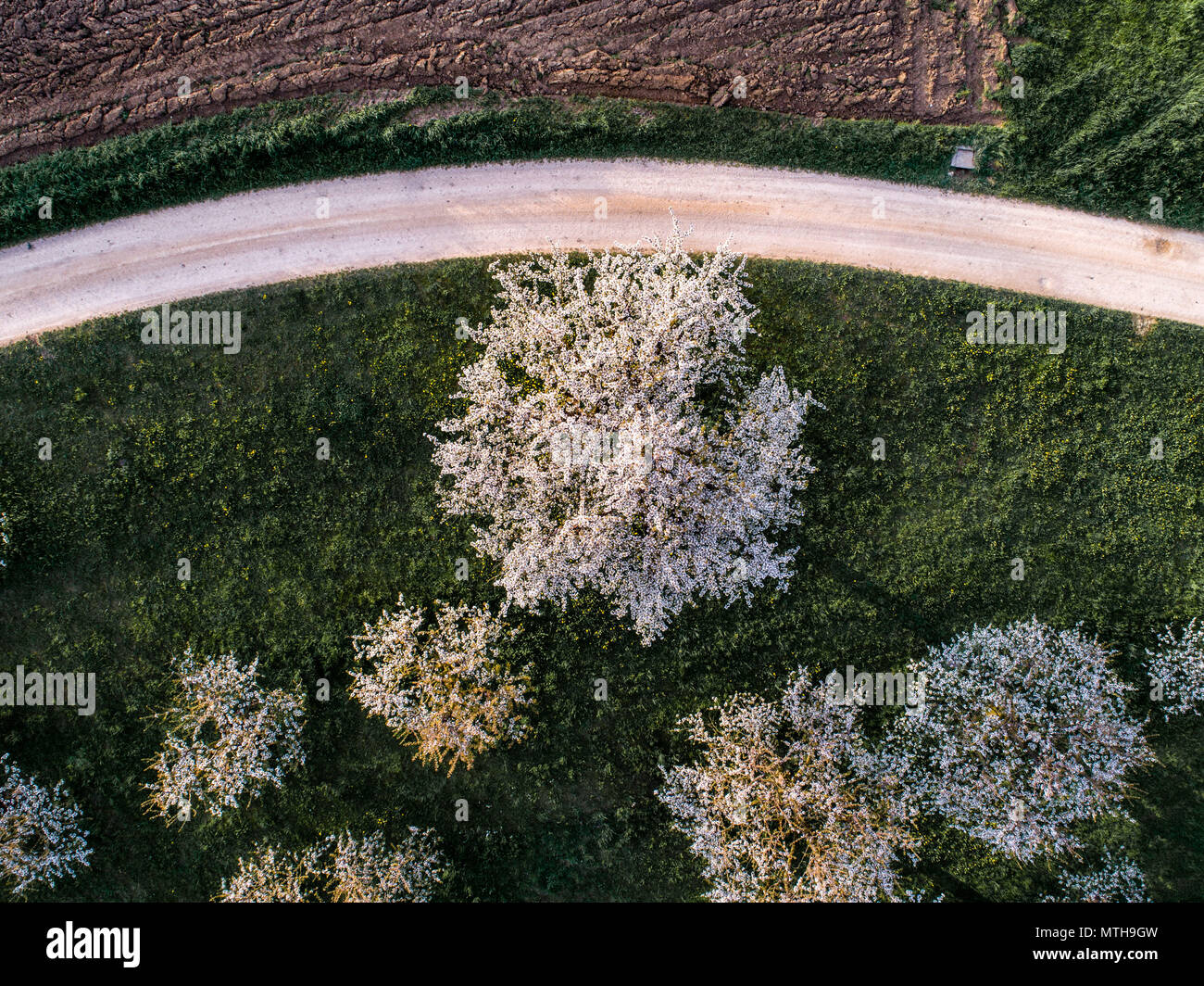 Cherry blossom tree china hi-res stock photography and images - Alamy
