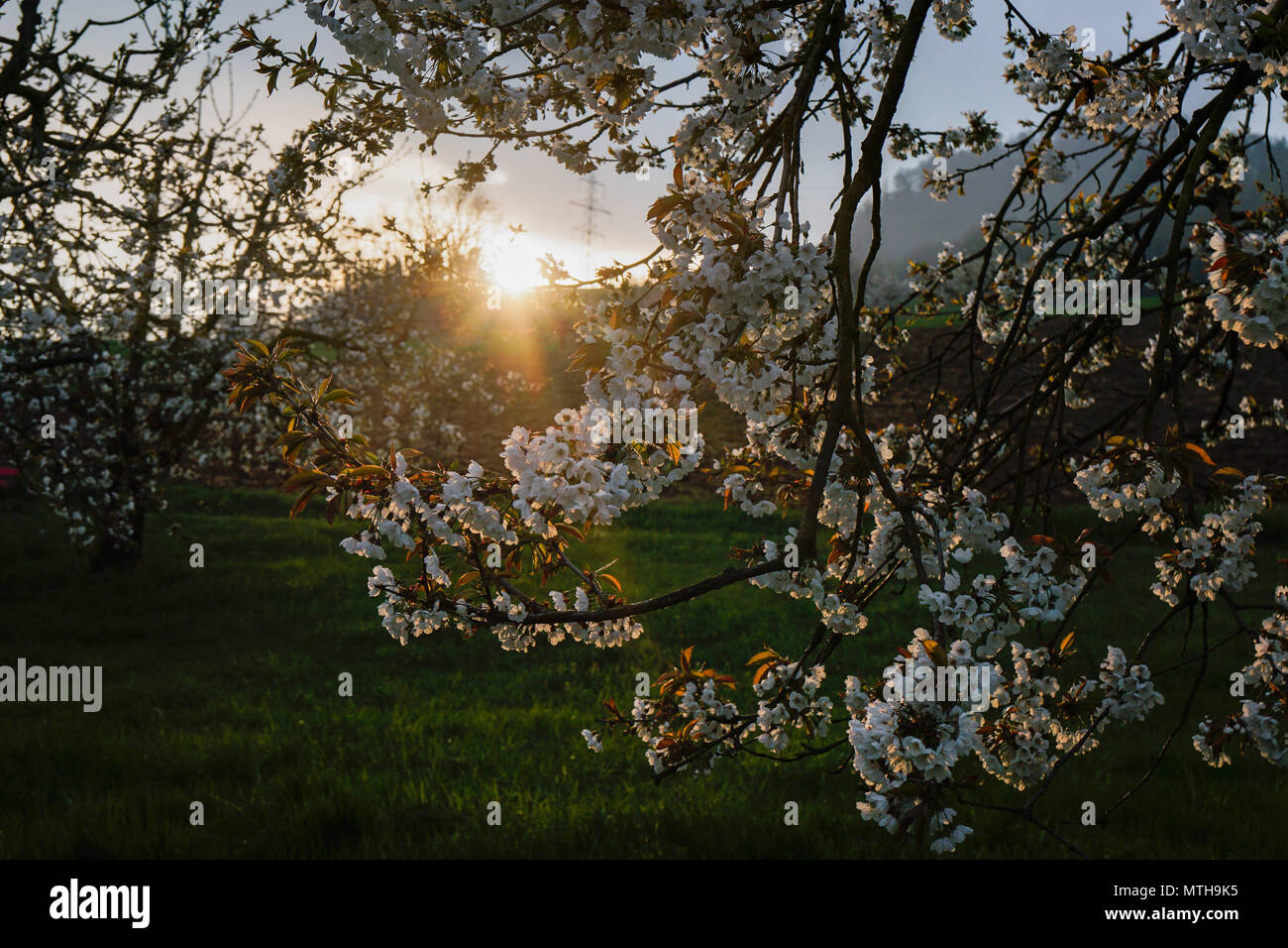 cherry blossom tree during sunset, countryside Stock Photo - Alamy
