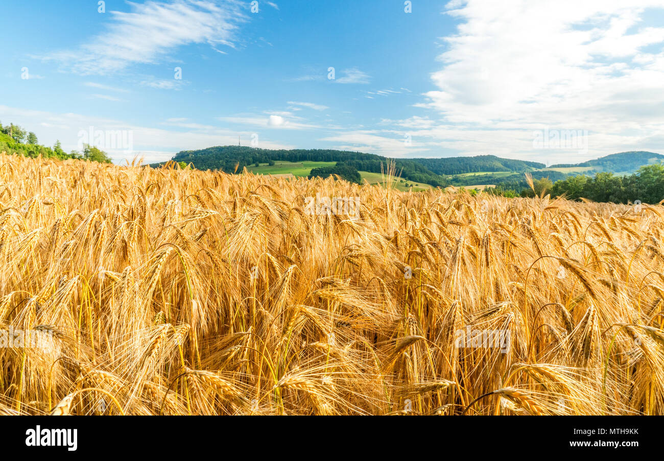 Windy food hi-res stock photography and images - Alamy