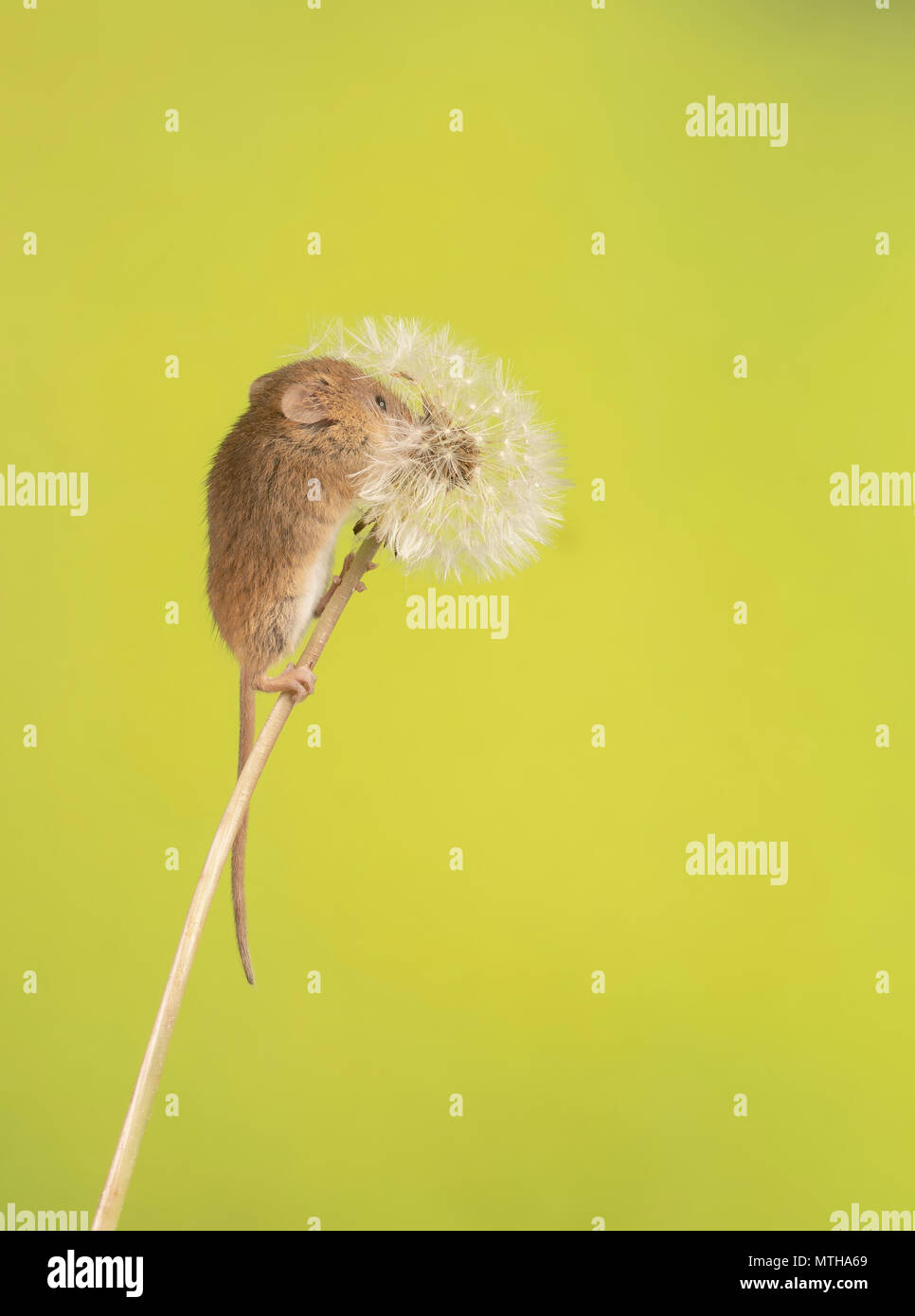 A harvest mouse climbing on and eating a dandelion Stock Photo - Alamy