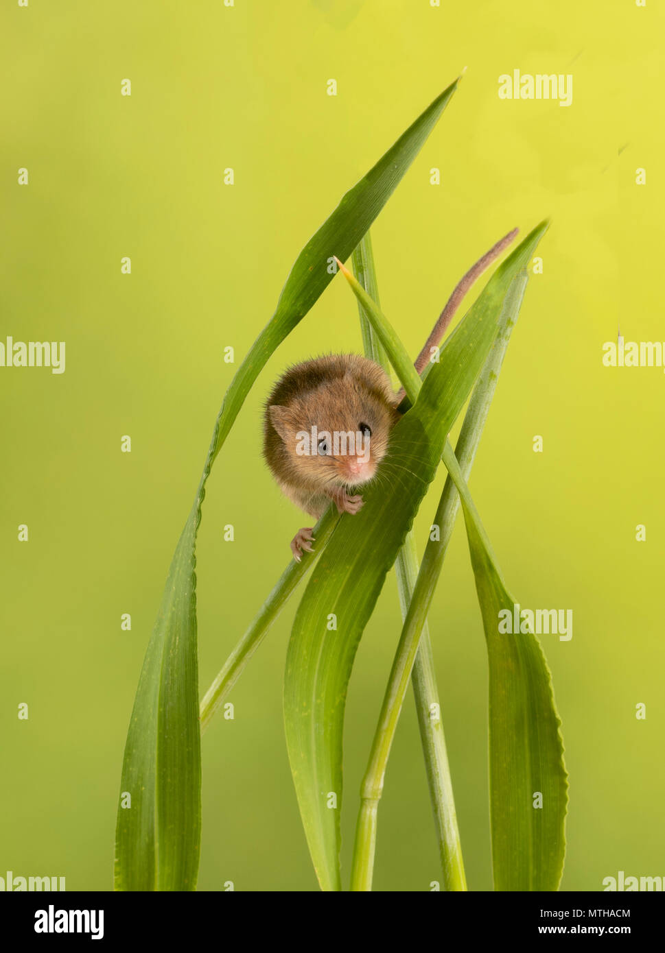 Harvest mouse climbing on grass blades Stock Photo - Alamy
