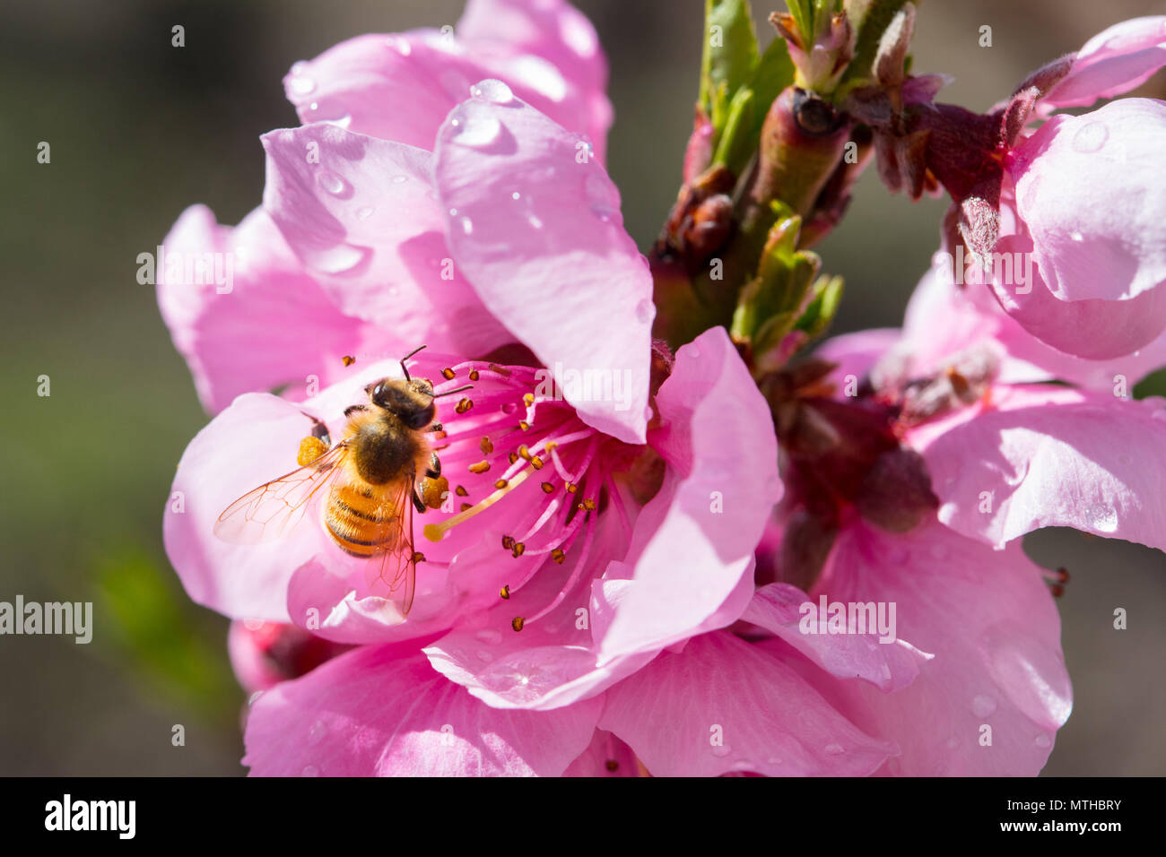 Australian native bees hi-res stock photography and images - Alamy