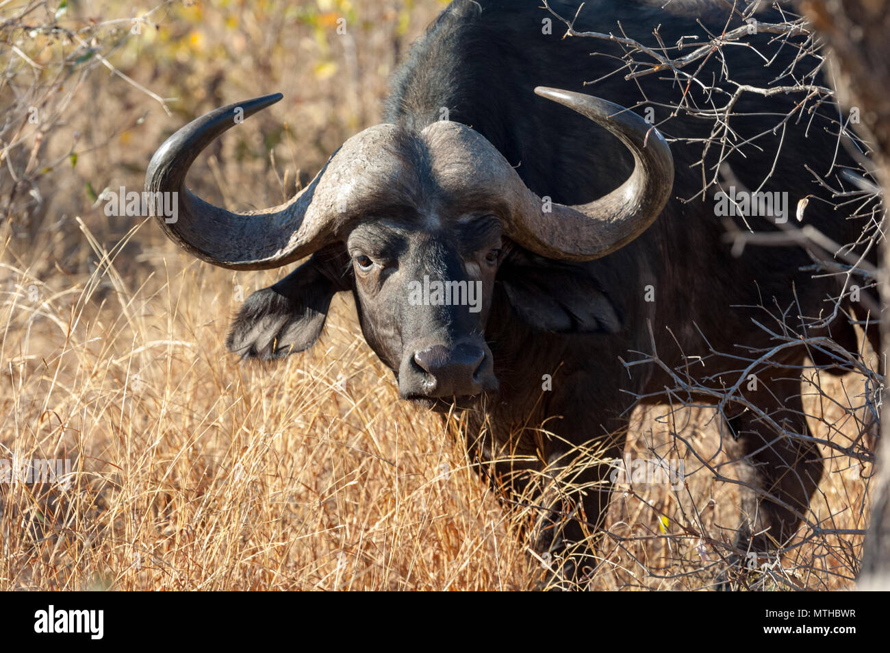 Cape buffalo boss hi-res stock photography and images - Alamy