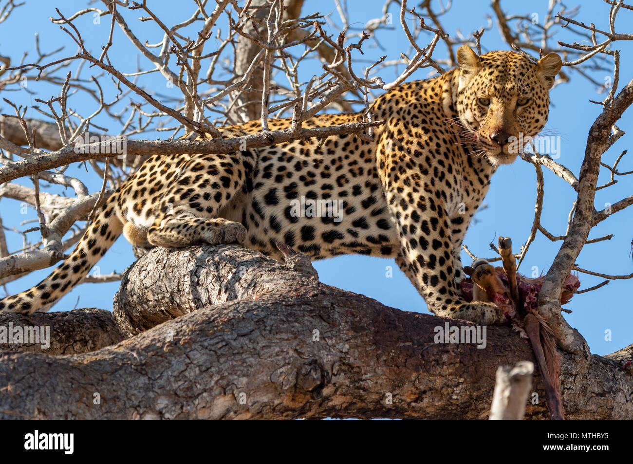 A male African Leopard surveying the landscape from a high bow in a ...