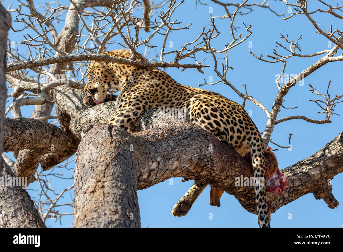 Leopard sitting on tree hi-res stock photography and images - Alamy