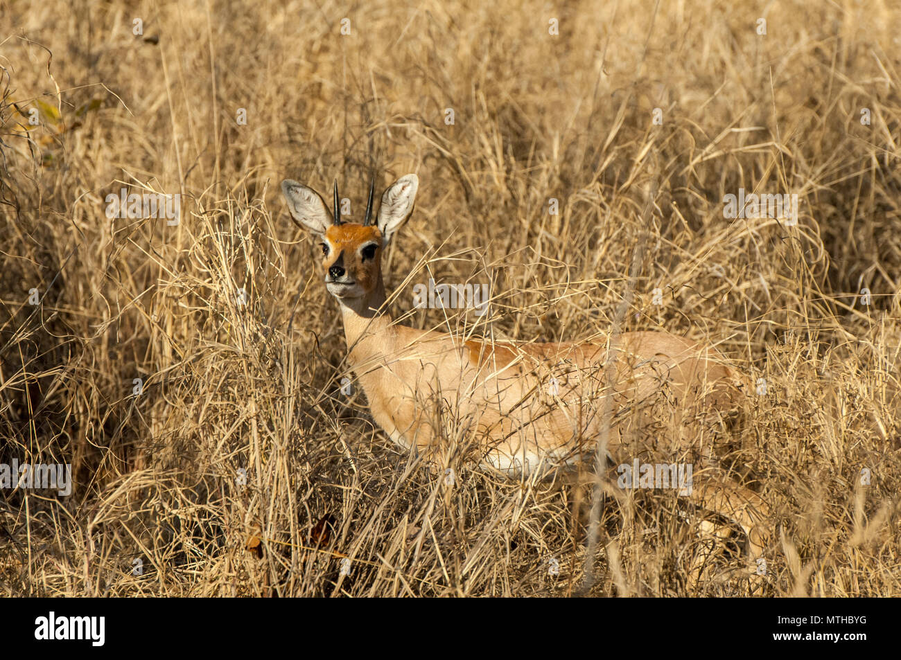 Thin pointed horns hi-res stock photography and images - Alamy