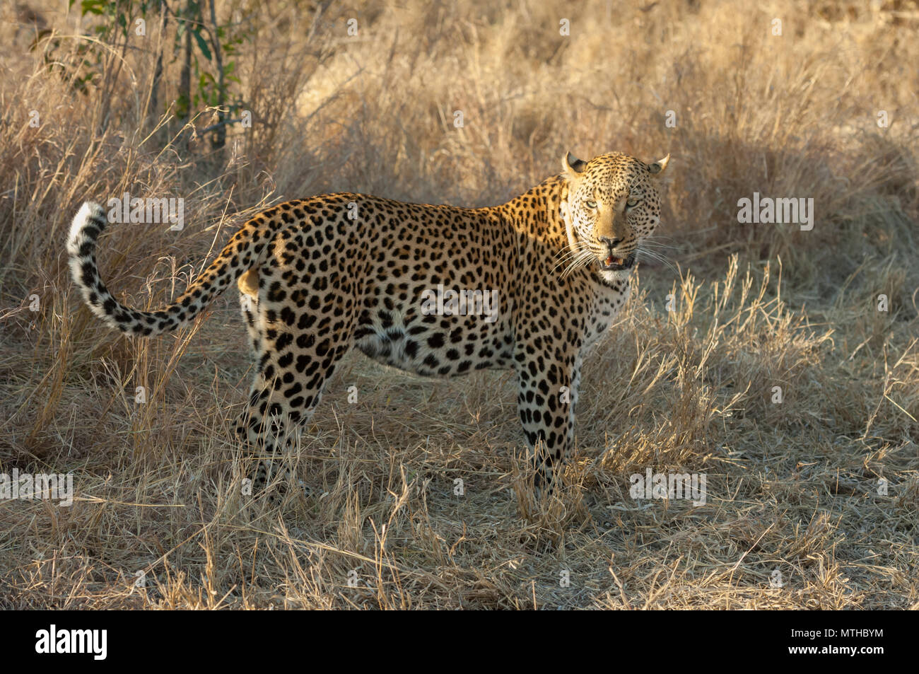 Male African Leopard surveying the savannah Stock Photo - Alamy