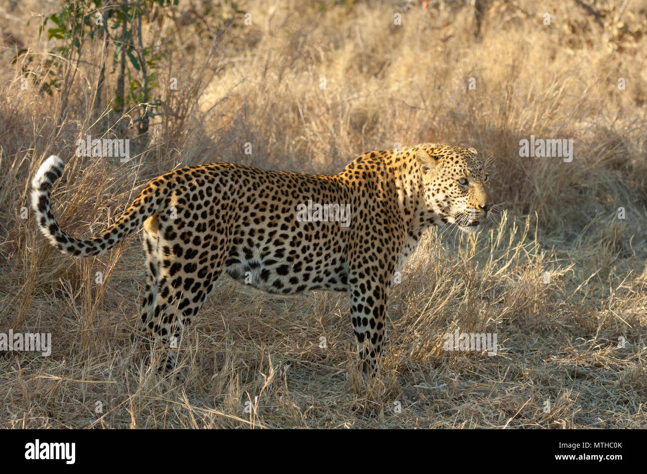 Male and female leopard hi-res stock photography and images - Alamy