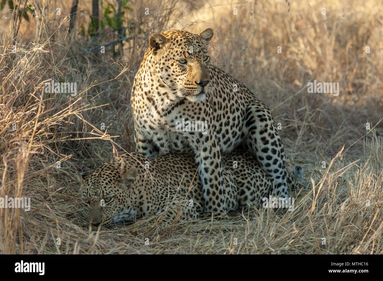 African Leopards mating in the shade of the tall savannah grass at Sabi ...
