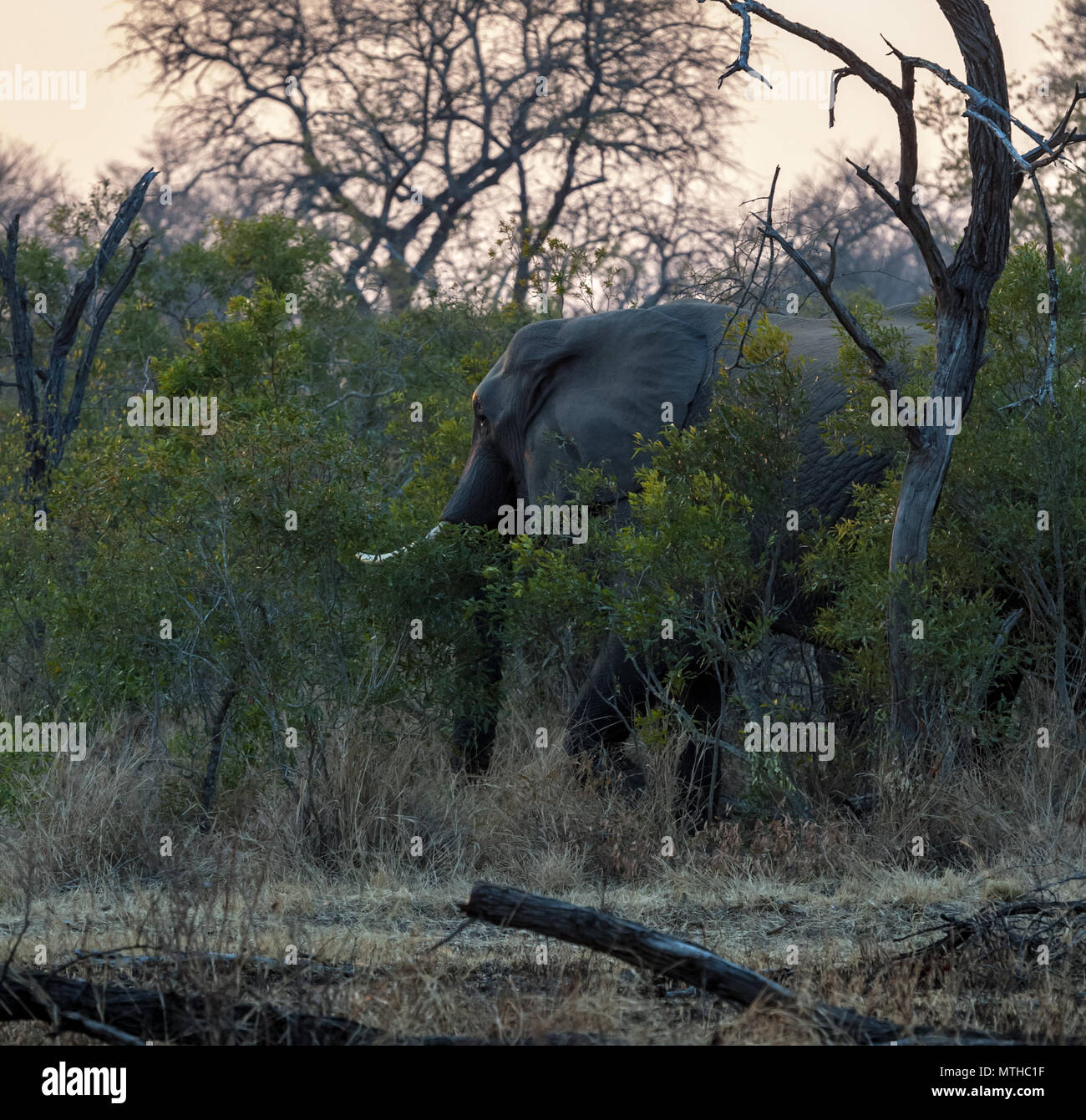 Large bull African Elephant in the bush at Sabi Sands Game Reserve ...