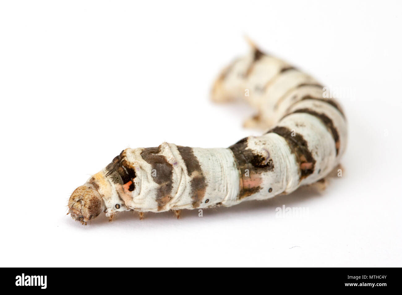 Isolated Silkworm White Background Stock Photo - Alamy