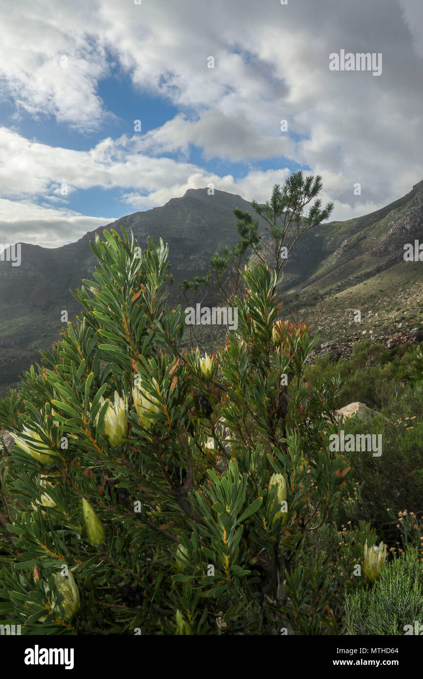 Protea bush and fynbos in table mountain national park, south africa ...