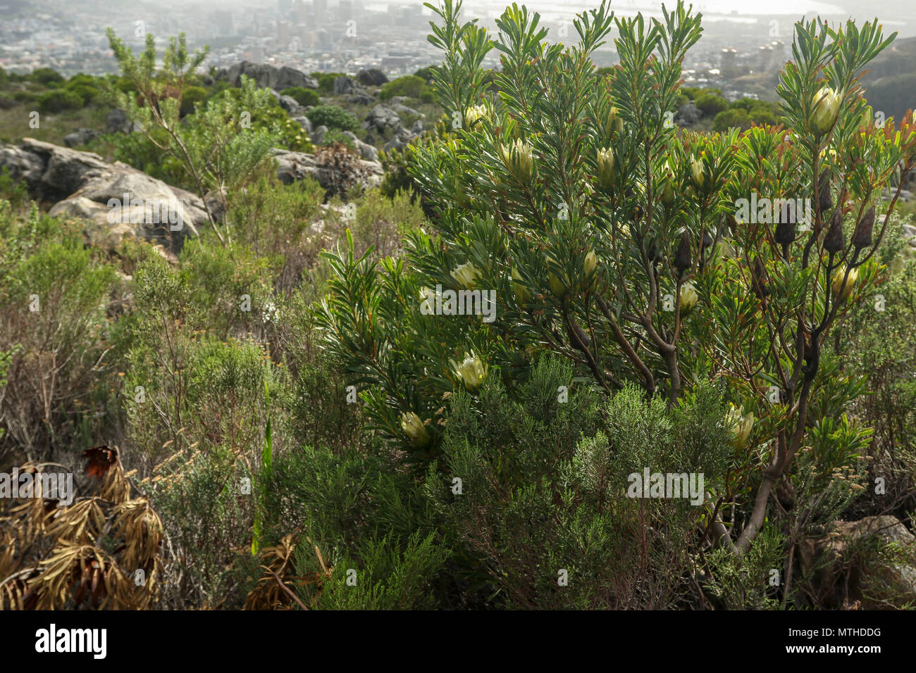 Protea bush and fynbos in table mountain national park, south africa ...