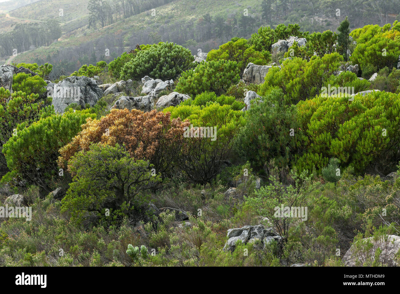 rock outcropping and fynbos on table mountain, south africa Stock Photo ...