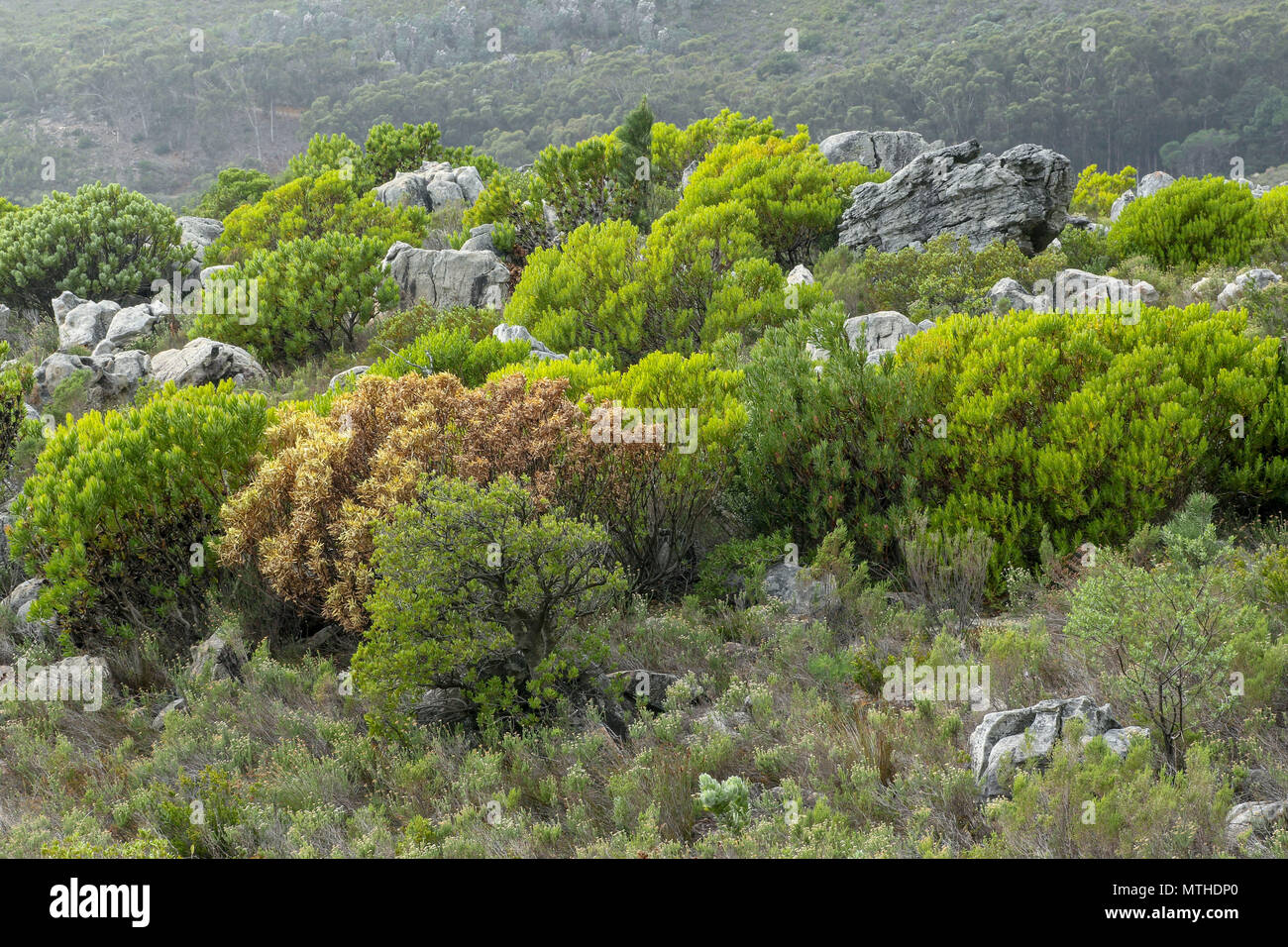 rock outcropping and fynbos on table mountain, south africa Stock Photo ...