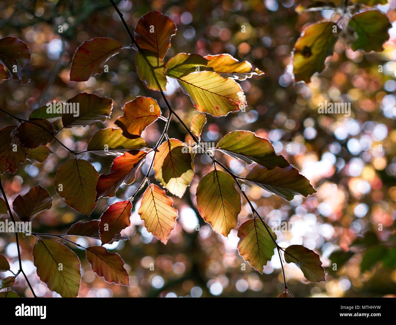 Beautiful Leaves Backlit by Sunlight Stock Photo - Alamy