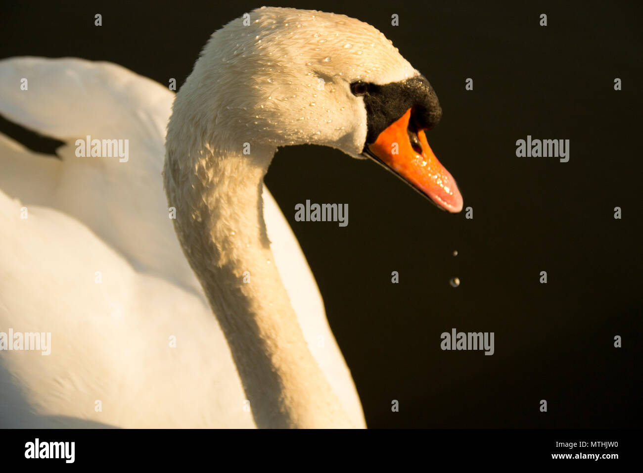 Poole park hi-res stock photography and images - Alamy